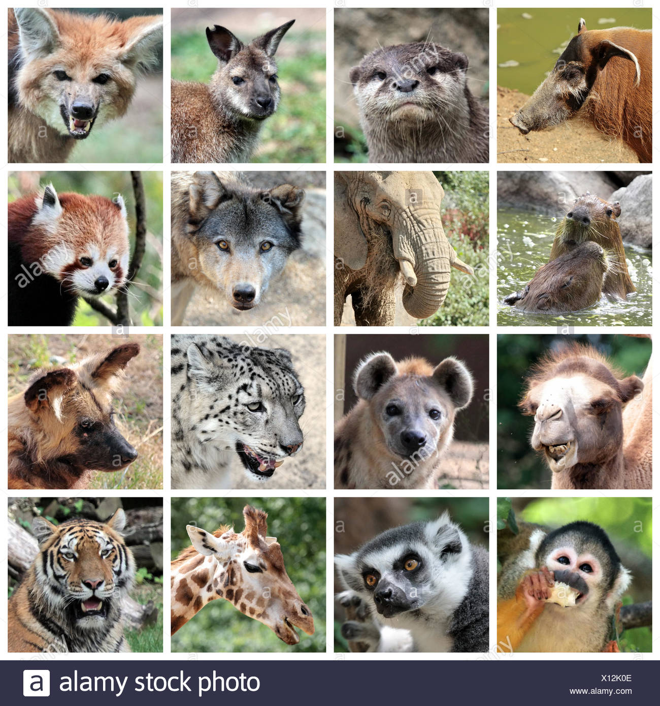 Animal Mammals Collage Stockfotos und -bilder Kaufen - Alamy