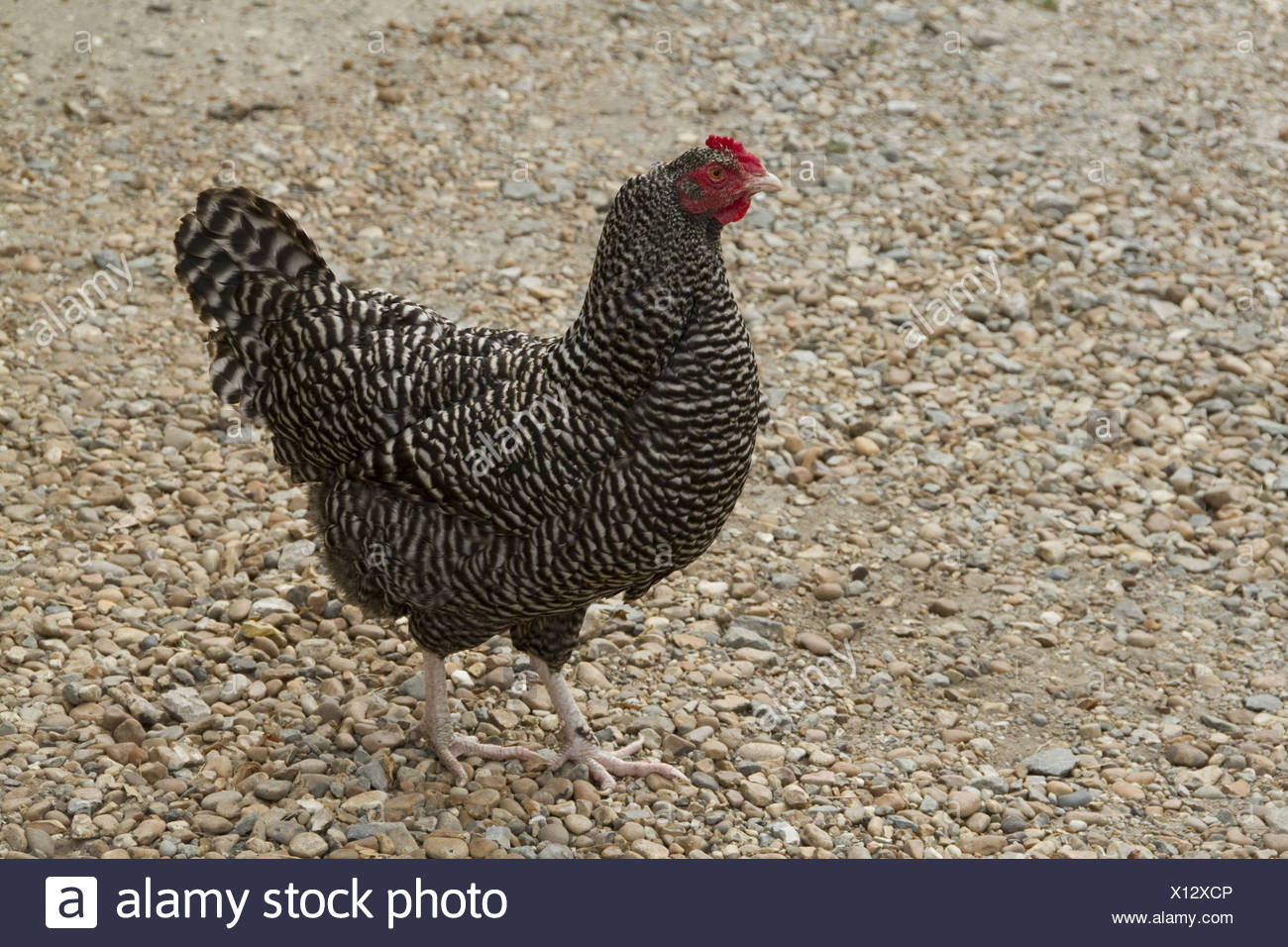 Maran Chicken Stockfotos und -bilder Kaufen - Alamy