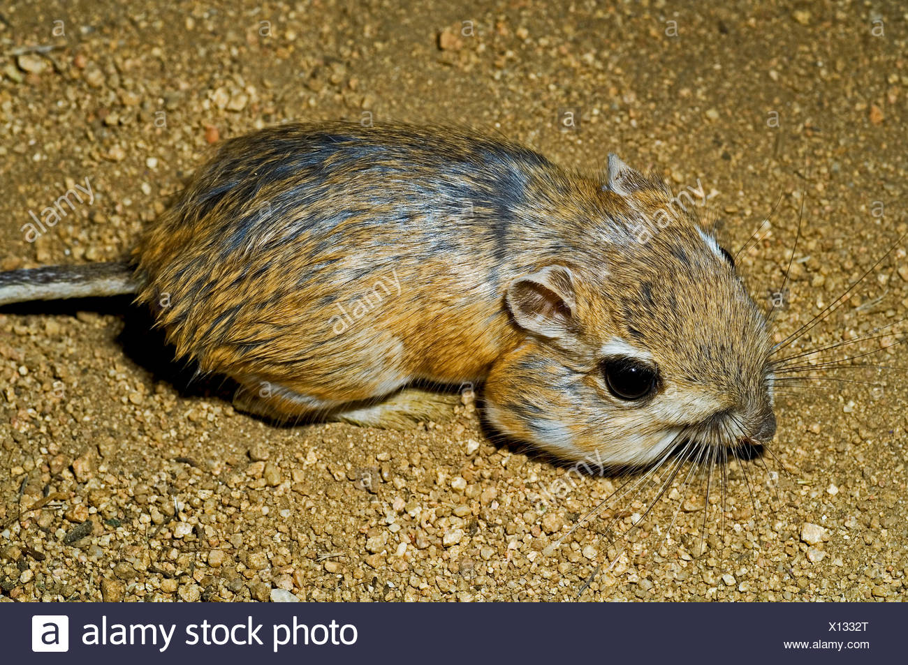 Kangaroo Rat Stockfotos & Kangaroo Rat Bilder - Alamy