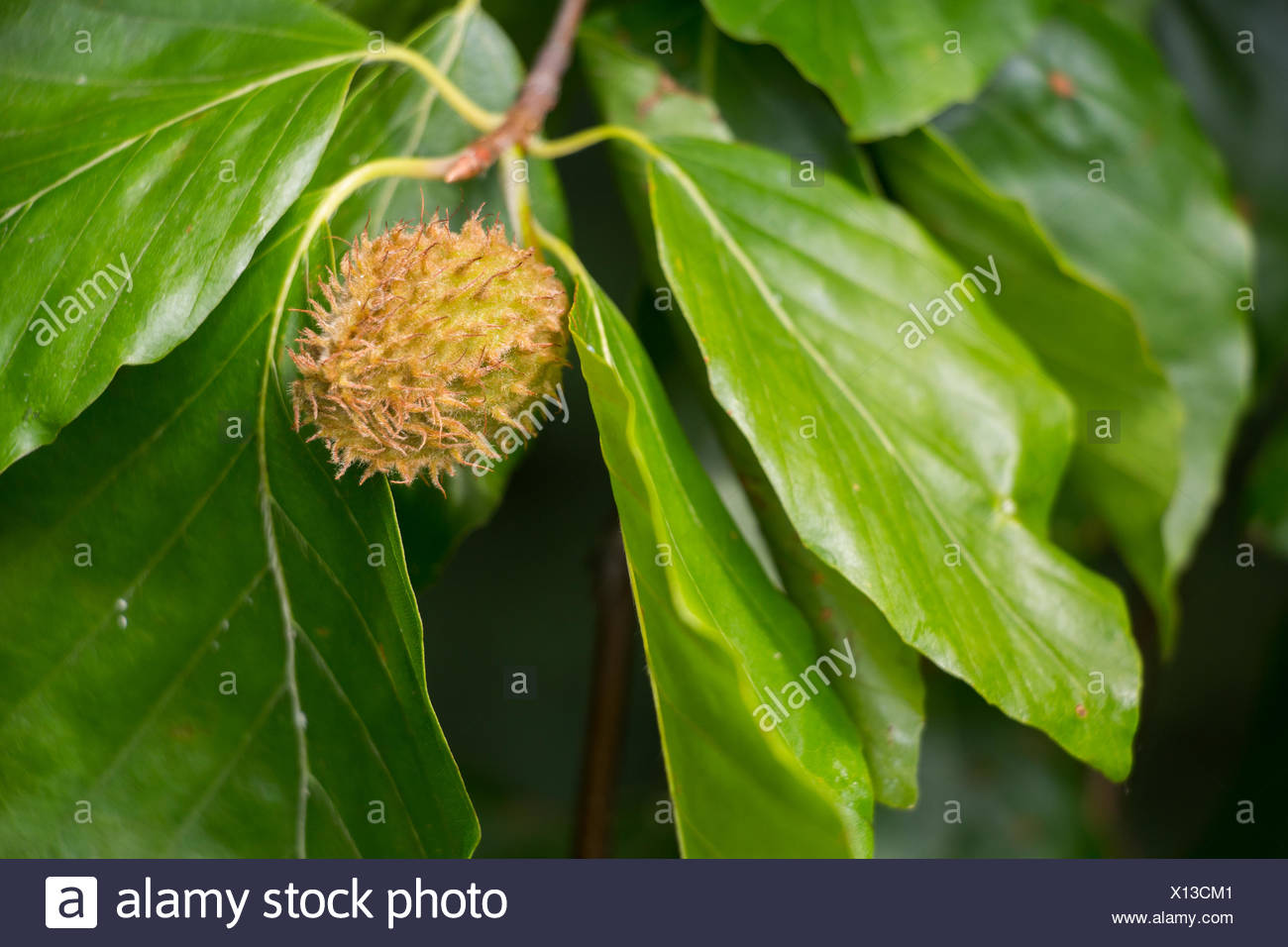 Buchecker Stockfotos und -bilder Kaufen - Alamy
