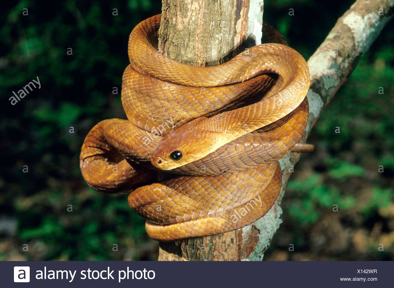 Schlange Um Baum Gewickelt Stockfotos und -bilder Kaufen - Alamy