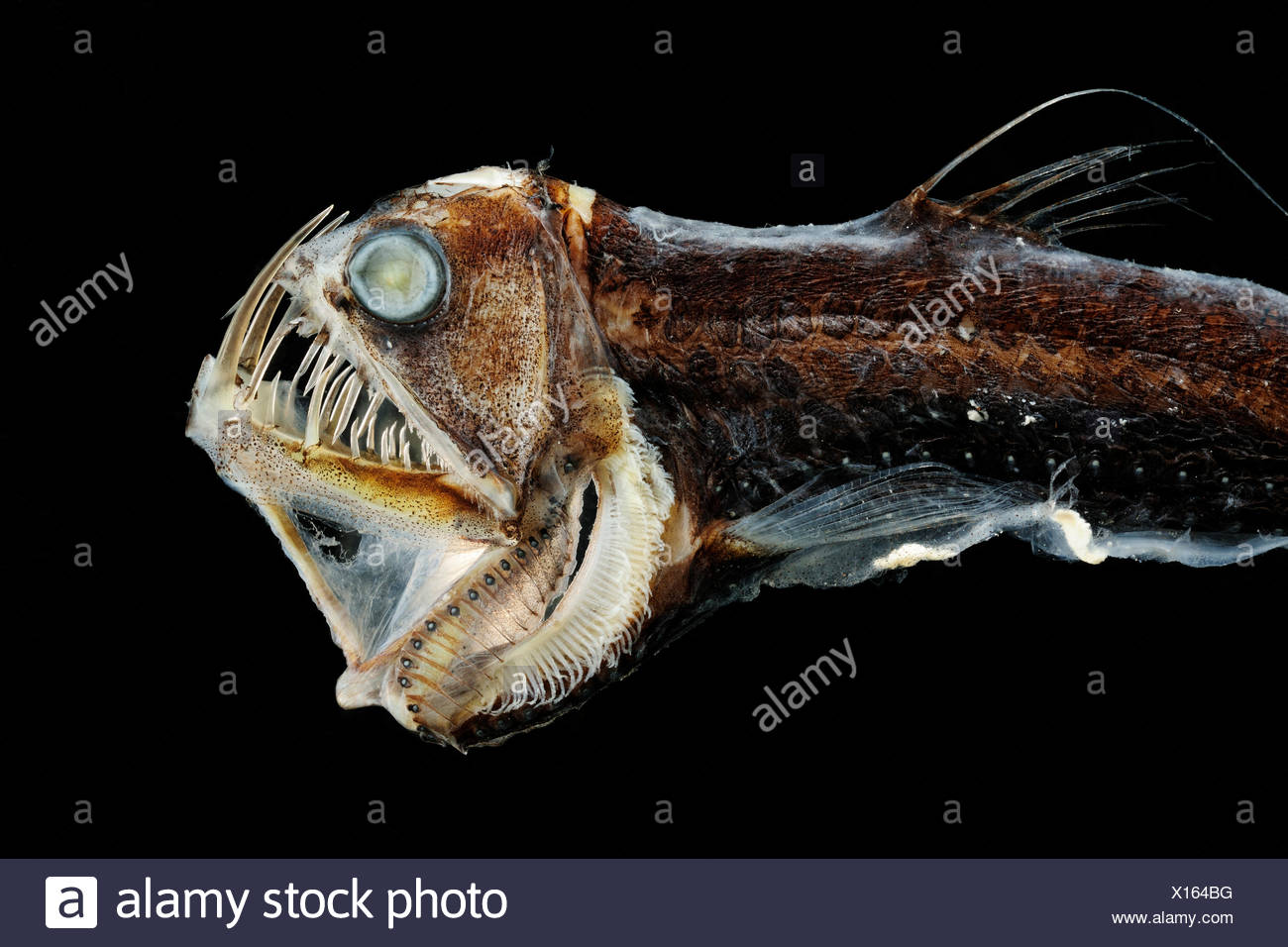 Tiefsee Fische Stockfotos und -bilder Kaufen - Alamy