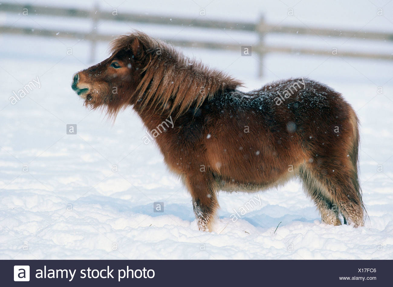 Shetland Ponies Snow Stockfotos & Shetland Ponies Snow Bilder - Seite 3 ...