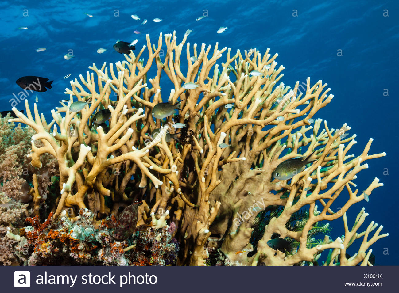 Feuer Koralle Stockfotos & Feuer Koralle Bilder - Alamy