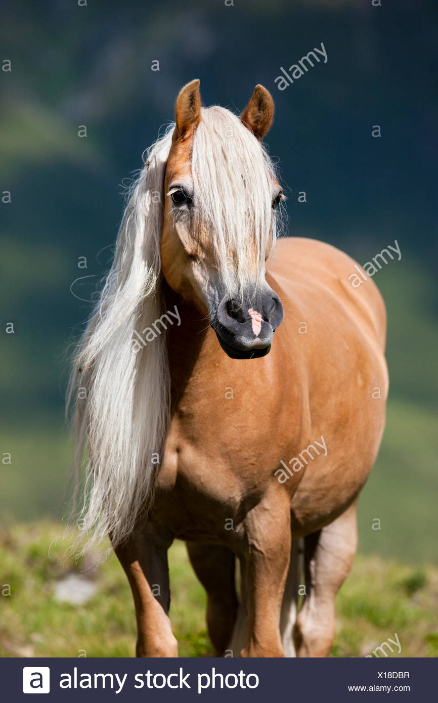 Haflinger Horse Mare Long Mane Stockfotos und -bilder Kaufen - Alamy