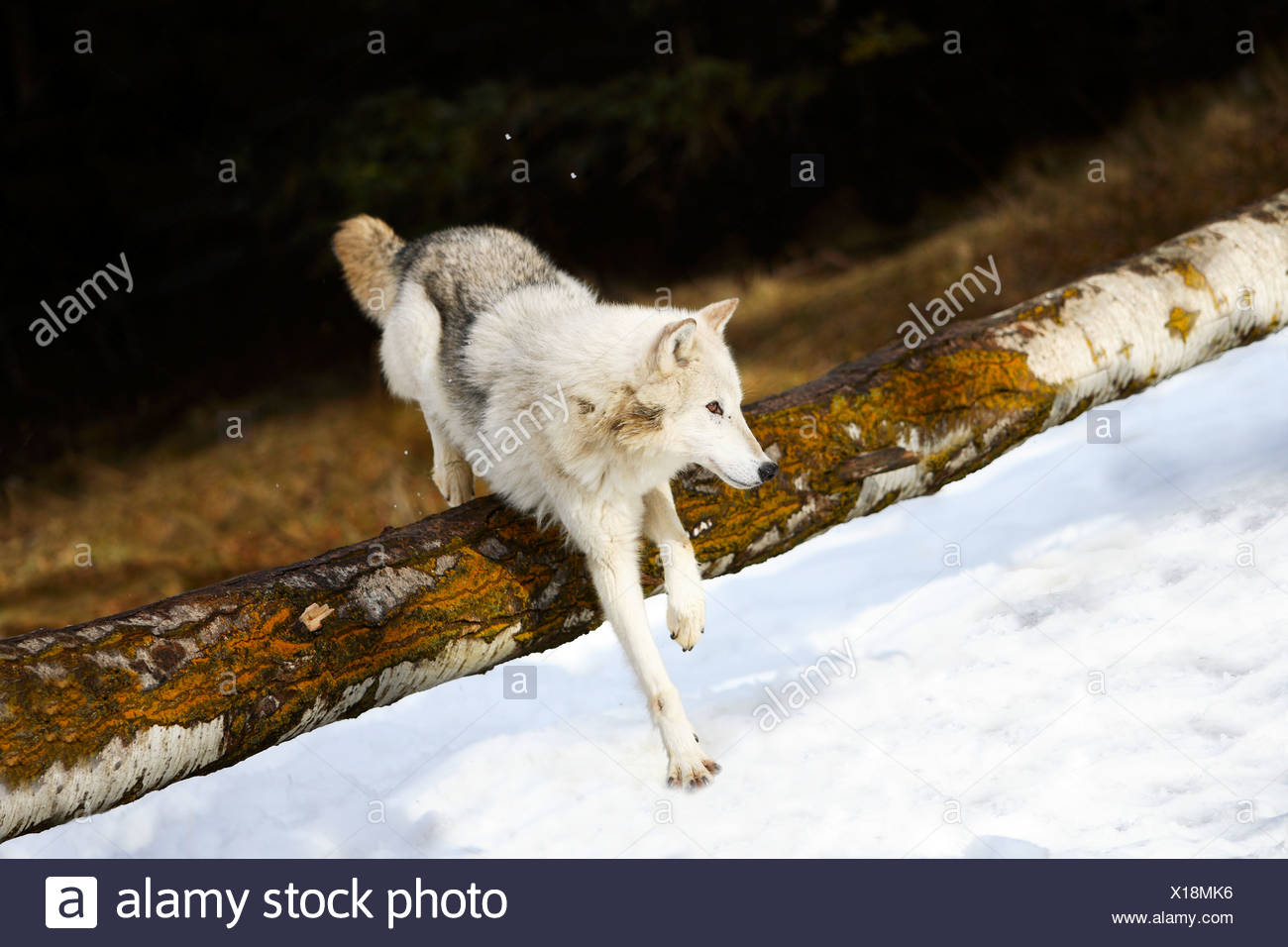 Wolf Jumping Stockfotos und -bilder Kaufen - Alamy