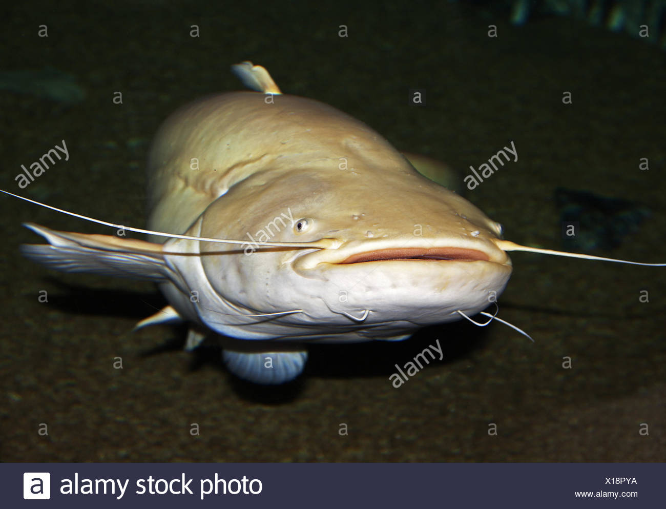 Europäischer Wels Stockfotos und -bilder Kaufen - Alamy