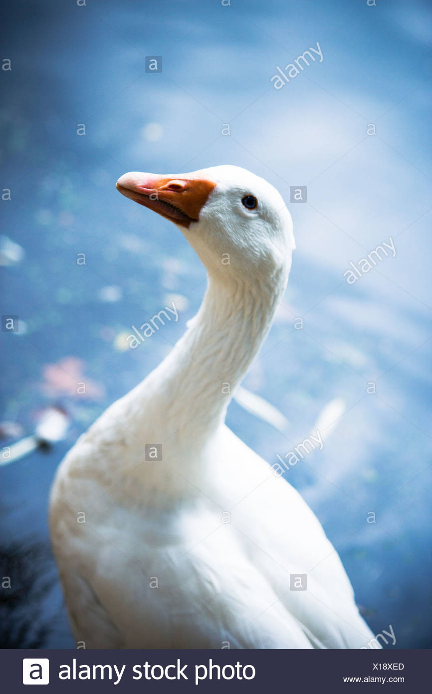 Blaue Gans Stockfotos und -bilder Kaufen - Alamy
