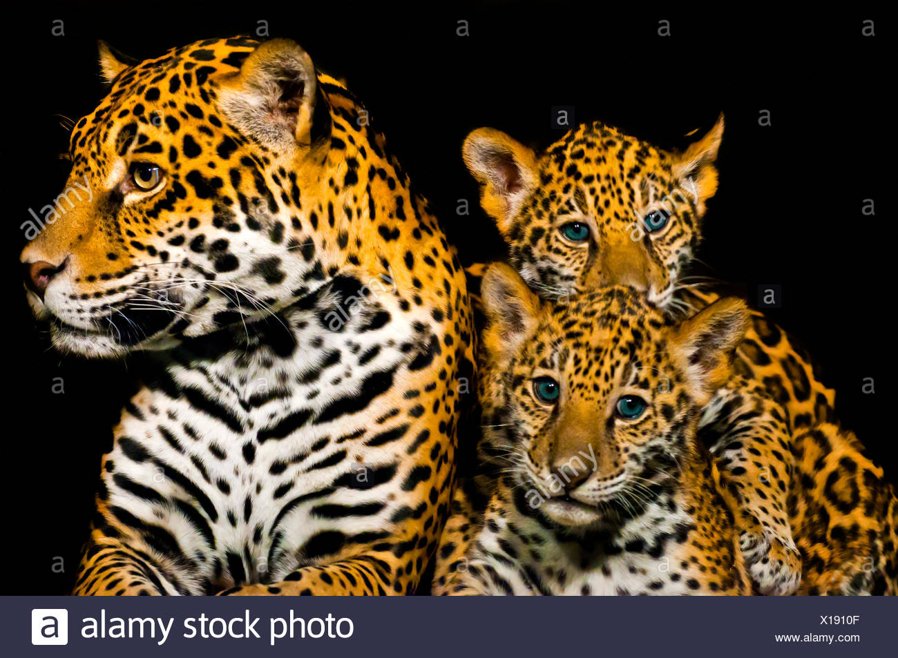 Little Baby Jaguar Playing Mother Stockfotos und -bilder Kaufen - Alamy