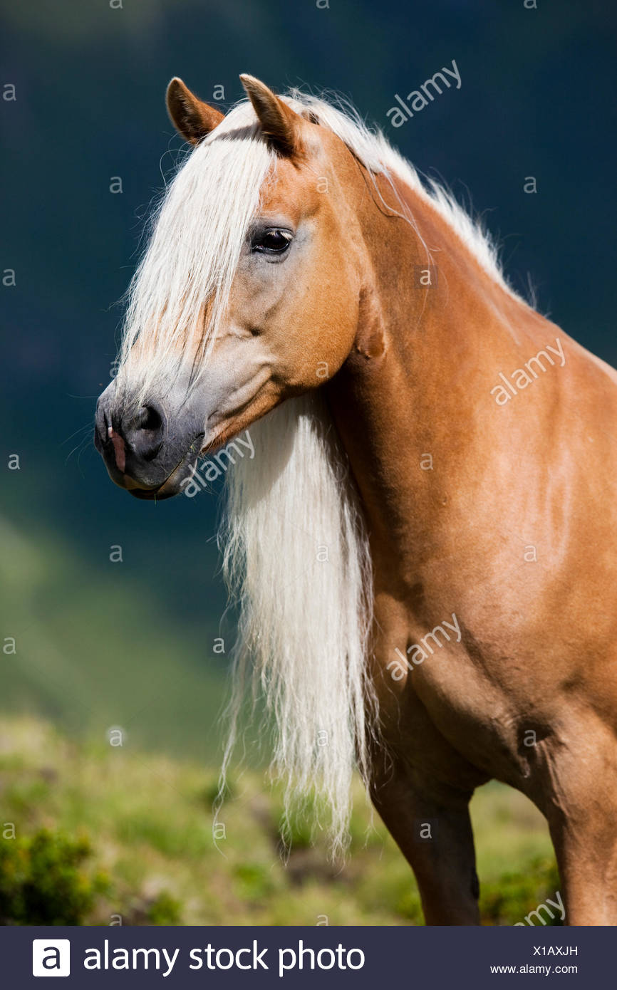 Haflinger Portrait Portrait Stockfotos und -bilder Kaufen - Seite 2 - Alamy