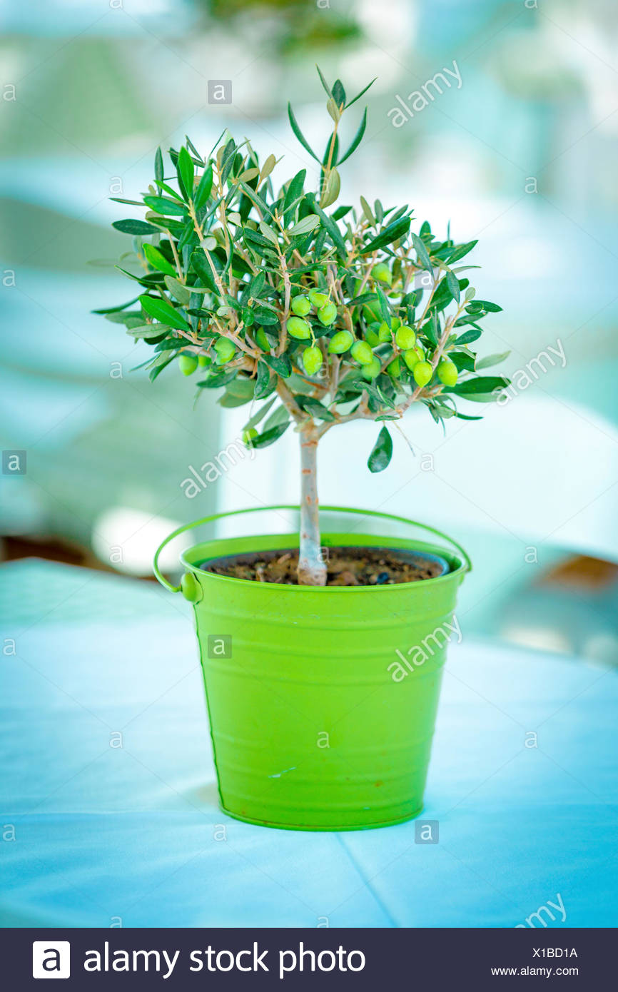 Olivenbaum Im Topf Stockfotos und -bilder Kaufen - Alamy