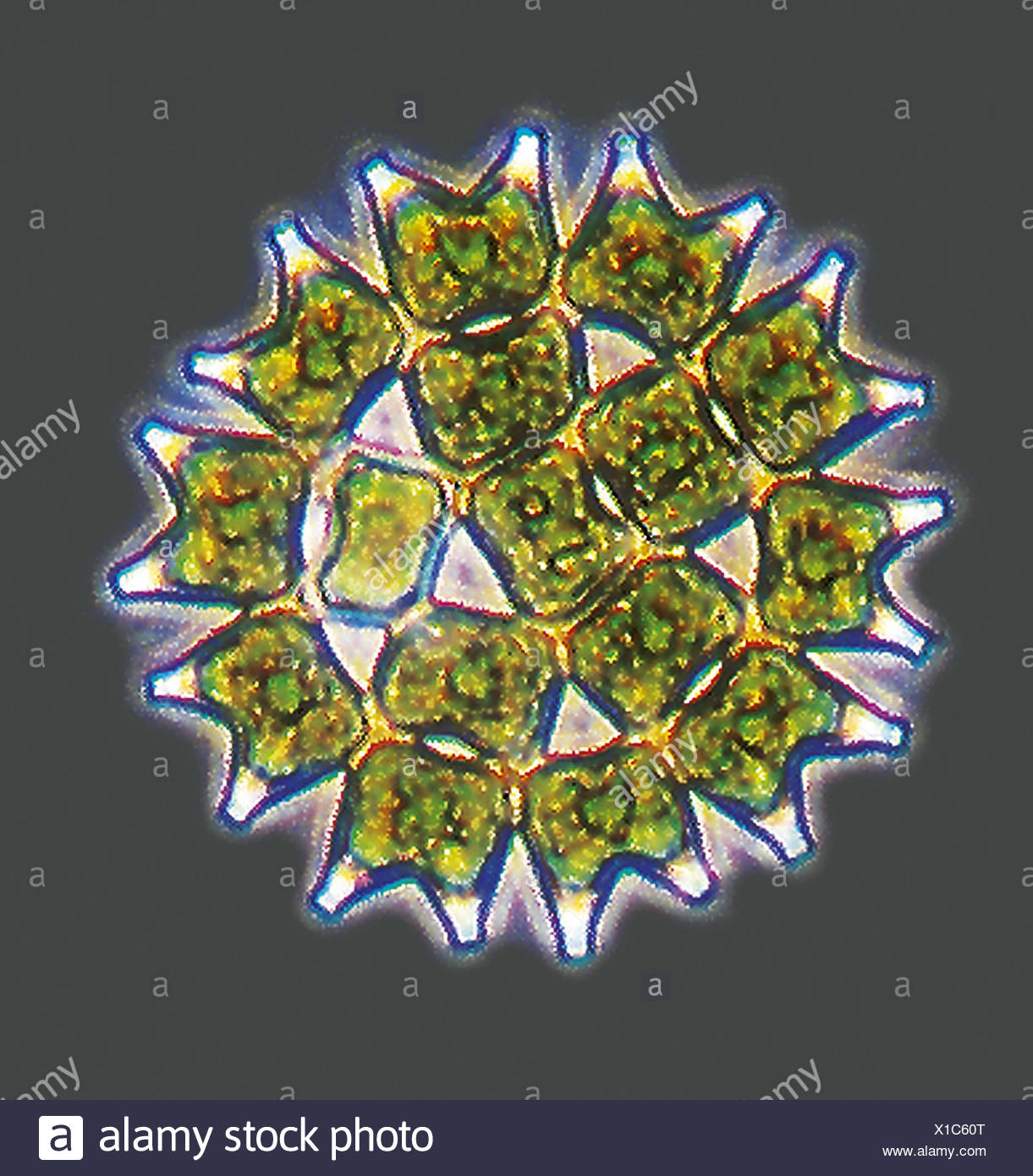 Green Algae Microscope Stockfotos & Green Algae Microscope Bilder - Alamy