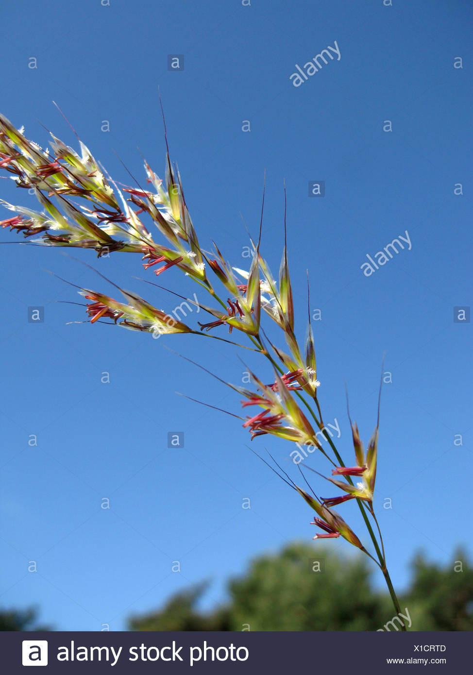 Wiesen Goldhafer Stockfotos und -bilder Kaufen - Alamy