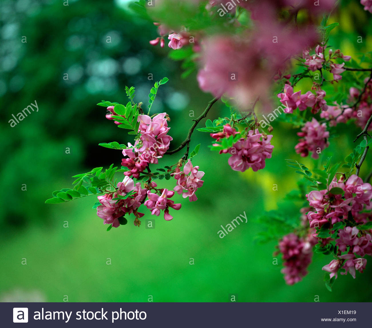 Bristly Locust Robinia Hispida Stockfotos und -bilder Kaufen - Alamy
