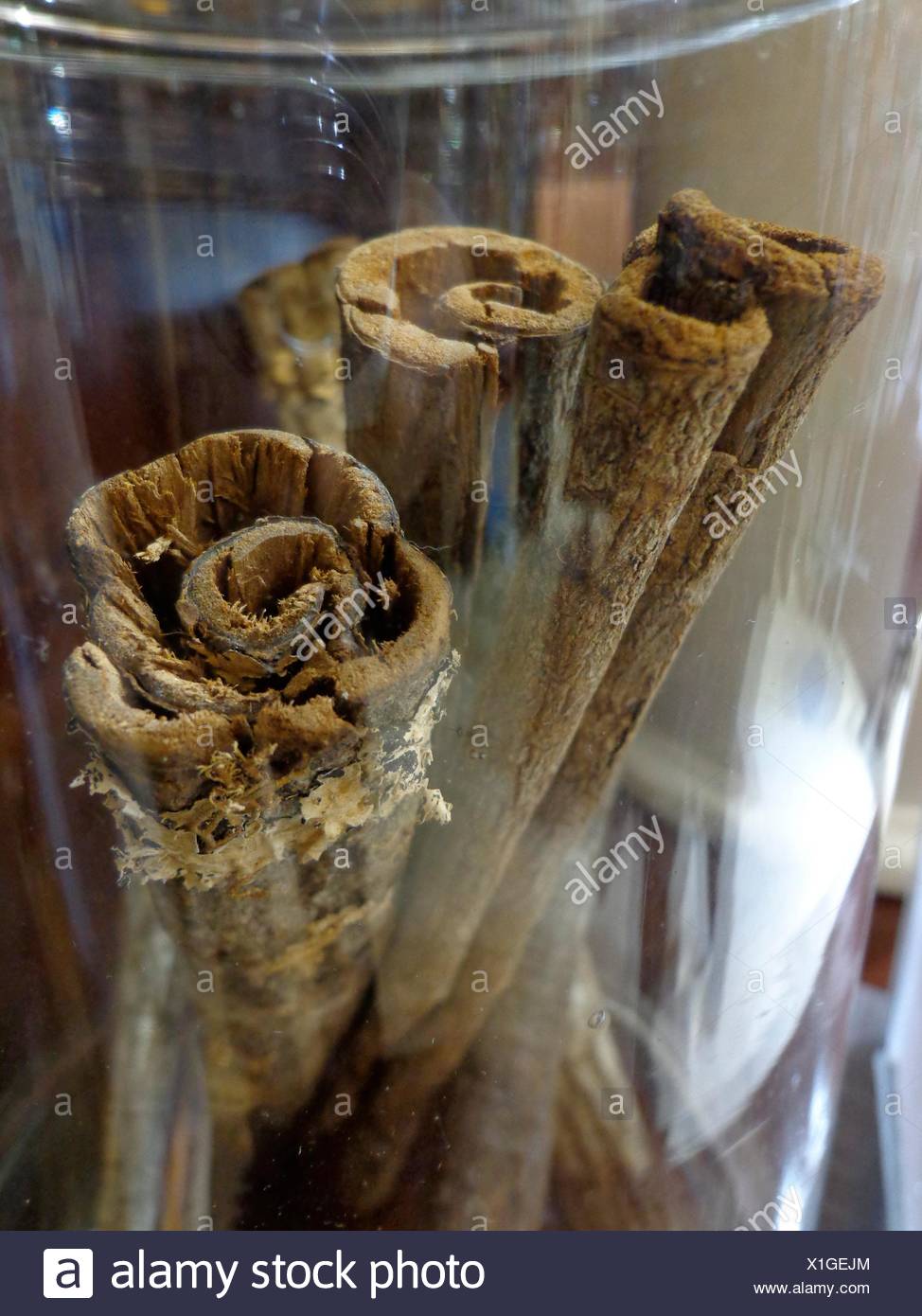 Chinin Cinchona Officinalis Stockfotos und -bilder Kaufen - Alamy