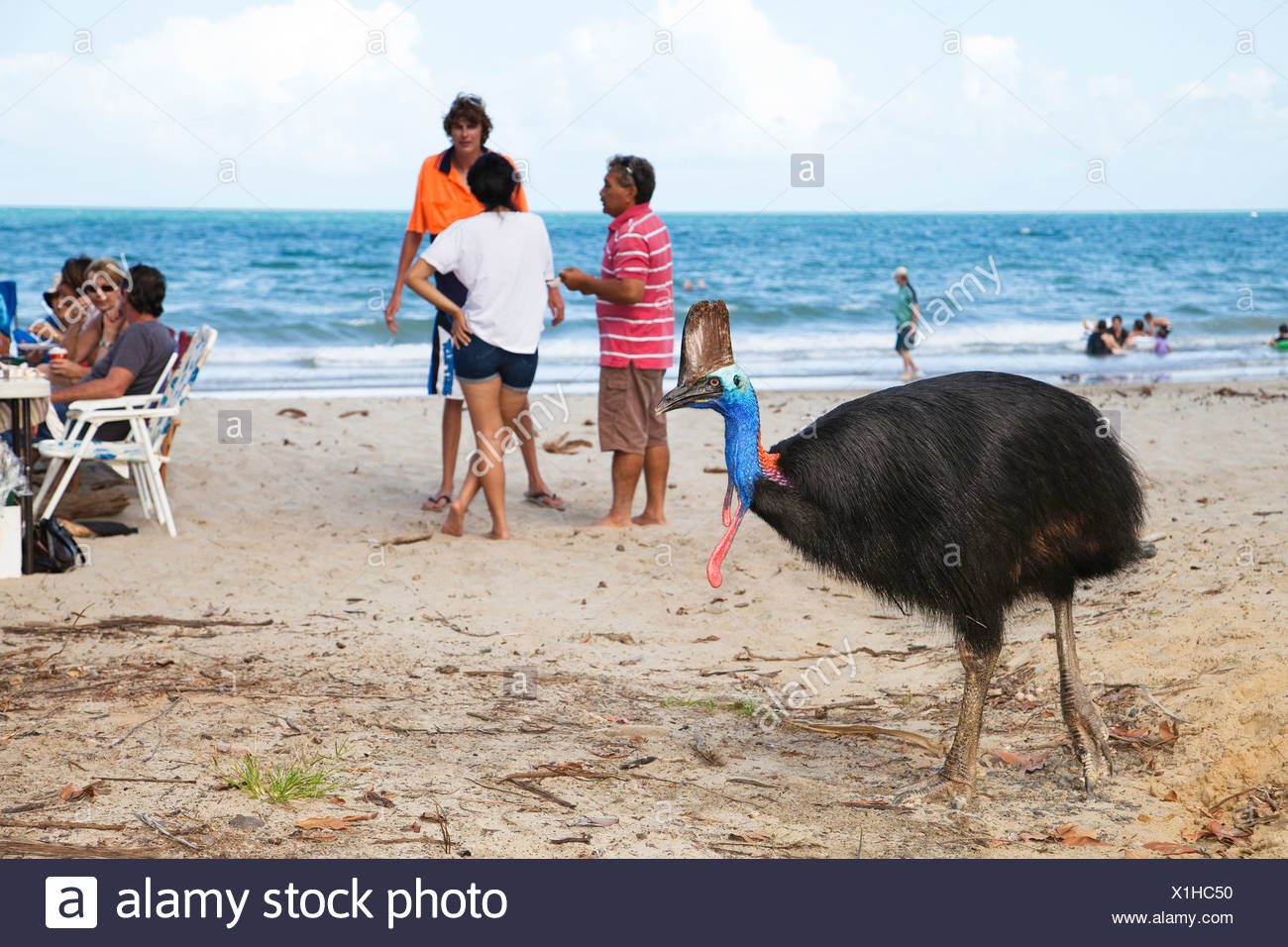 Southern Cassowary Casuarius Casuarius Female Stockfotos und -bilder ...