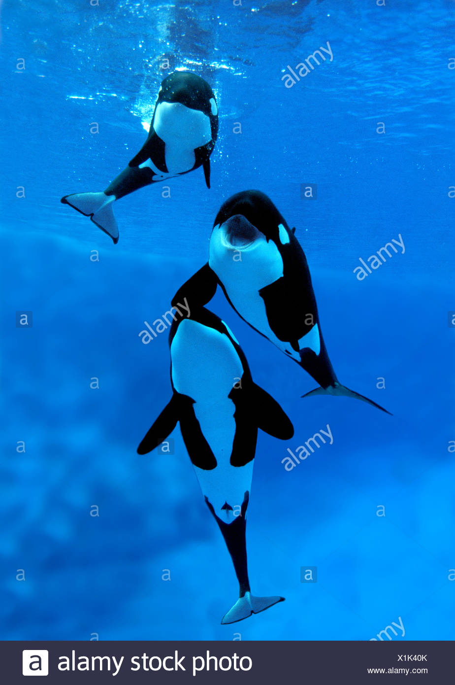 Orca Calf Underwater Stockfotos und -bilder Kaufen - Alamy