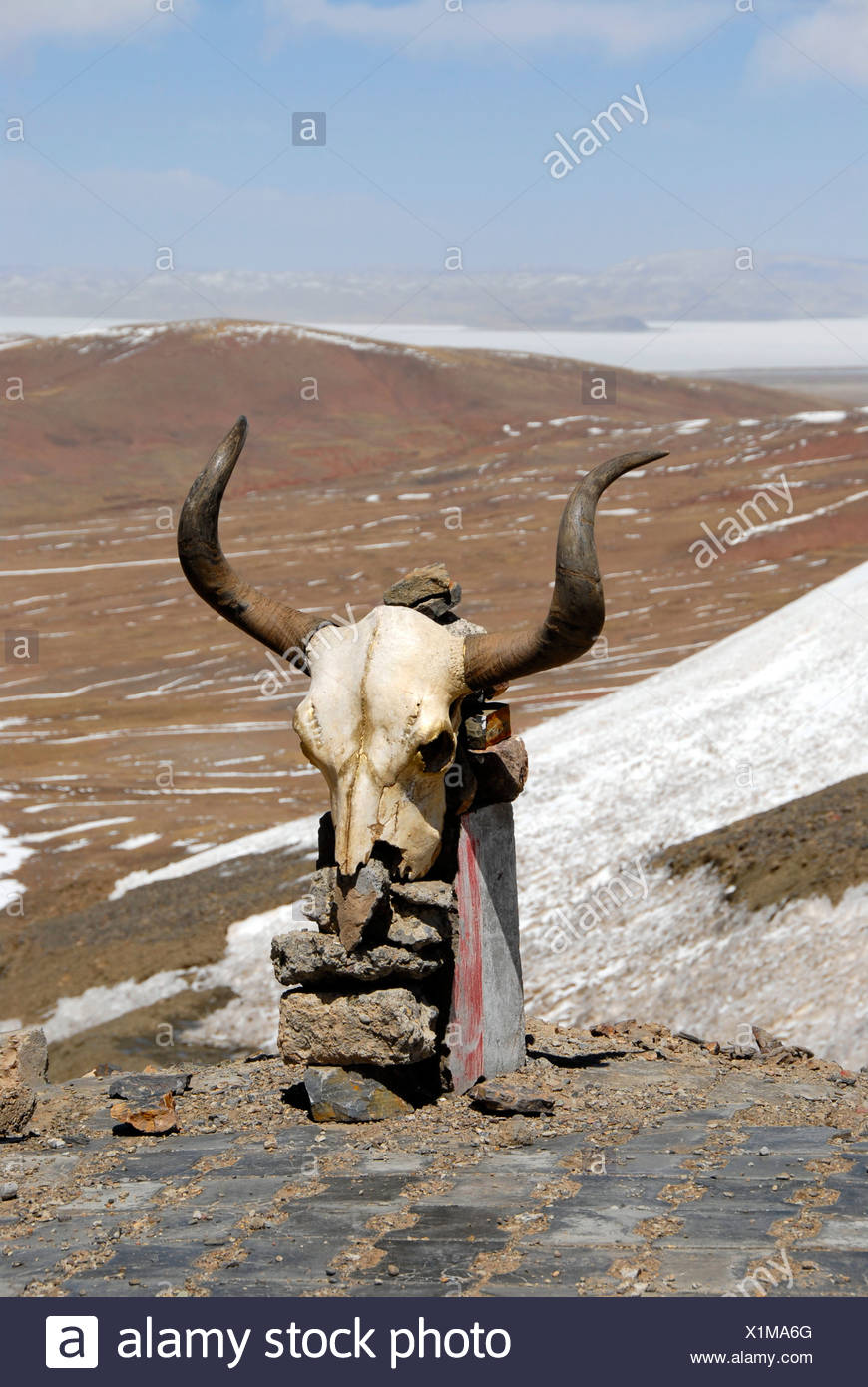 Dead Yak Stockfotos und -bilder Kaufen - Alamy
