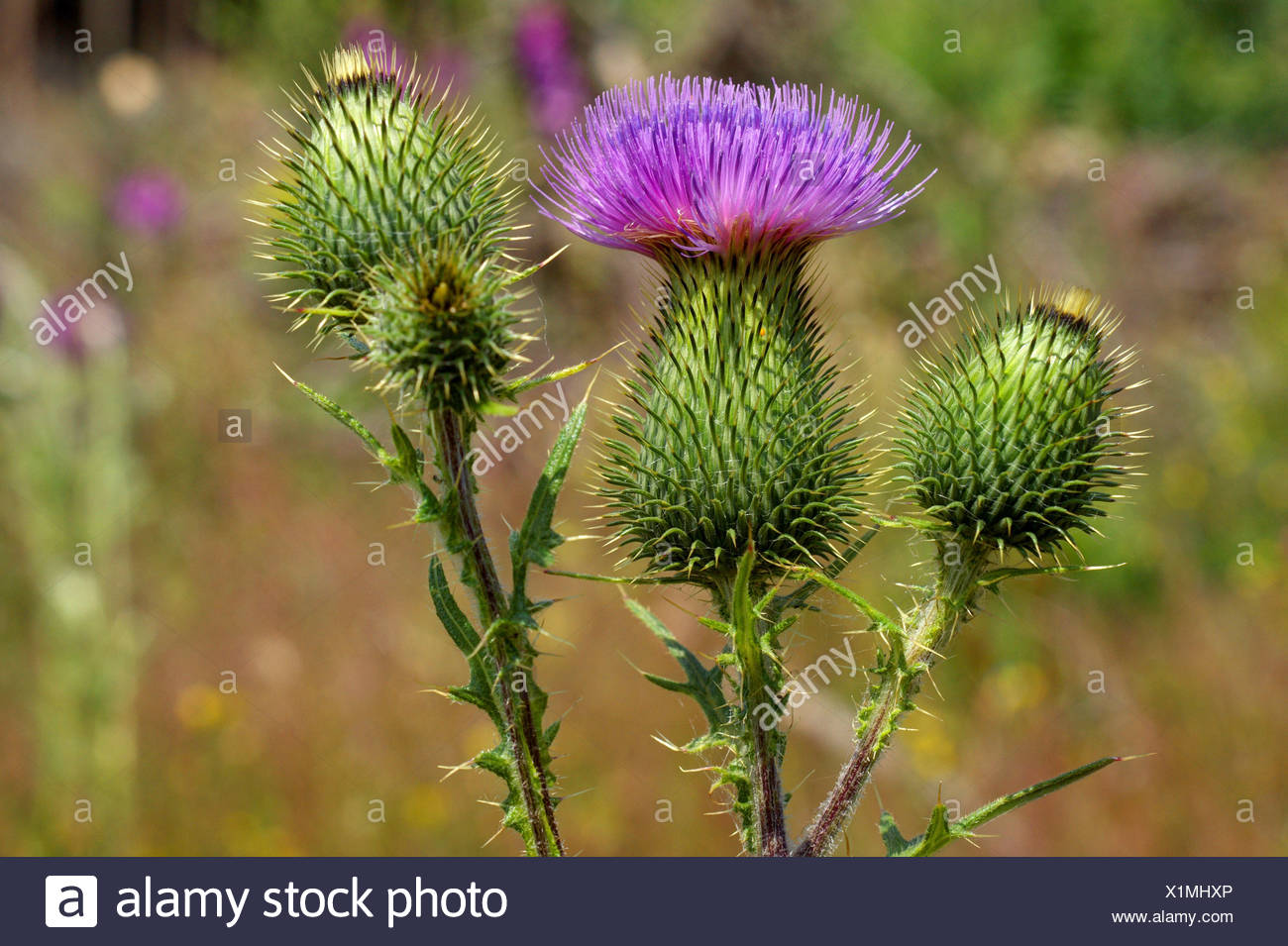 Cirsium Lanceolatum Stockfotos & Cirsium Lanceolatum Bilder - Alamy
