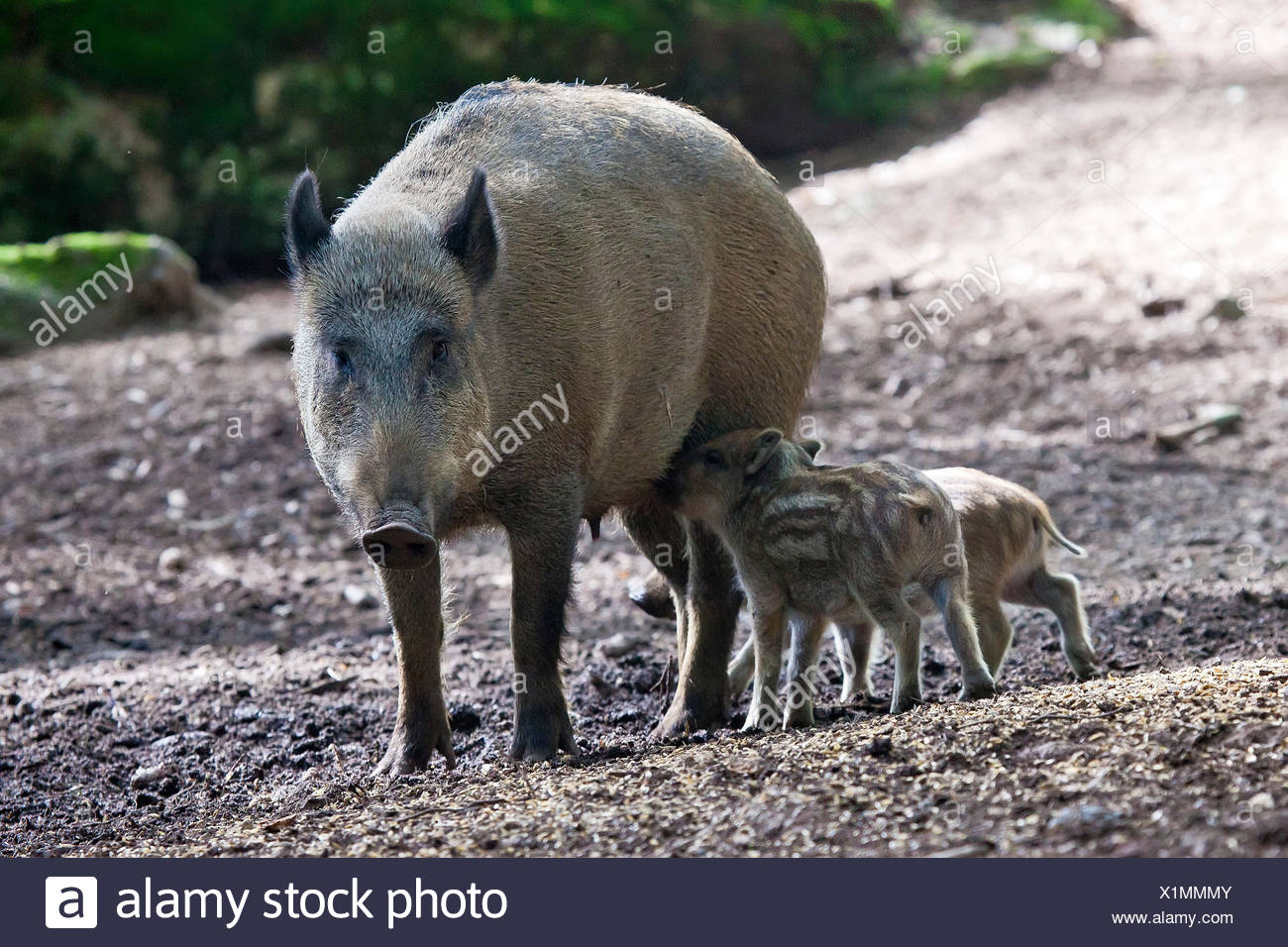 Jede Familie Stockfotos und -bilder Kaufen - Alamy