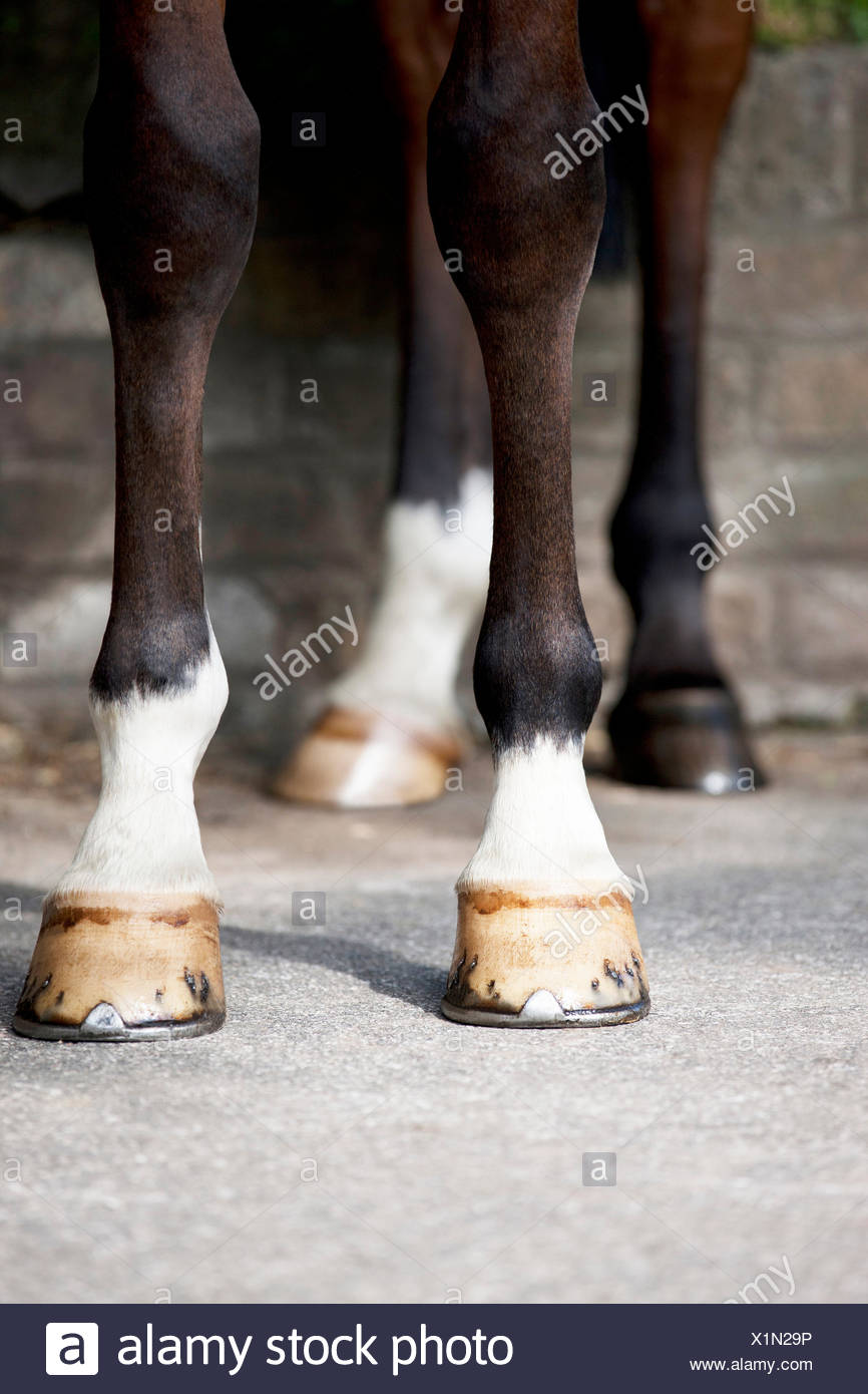 Horse Feet Stockfotos und -bilder Kaufen - Alamy