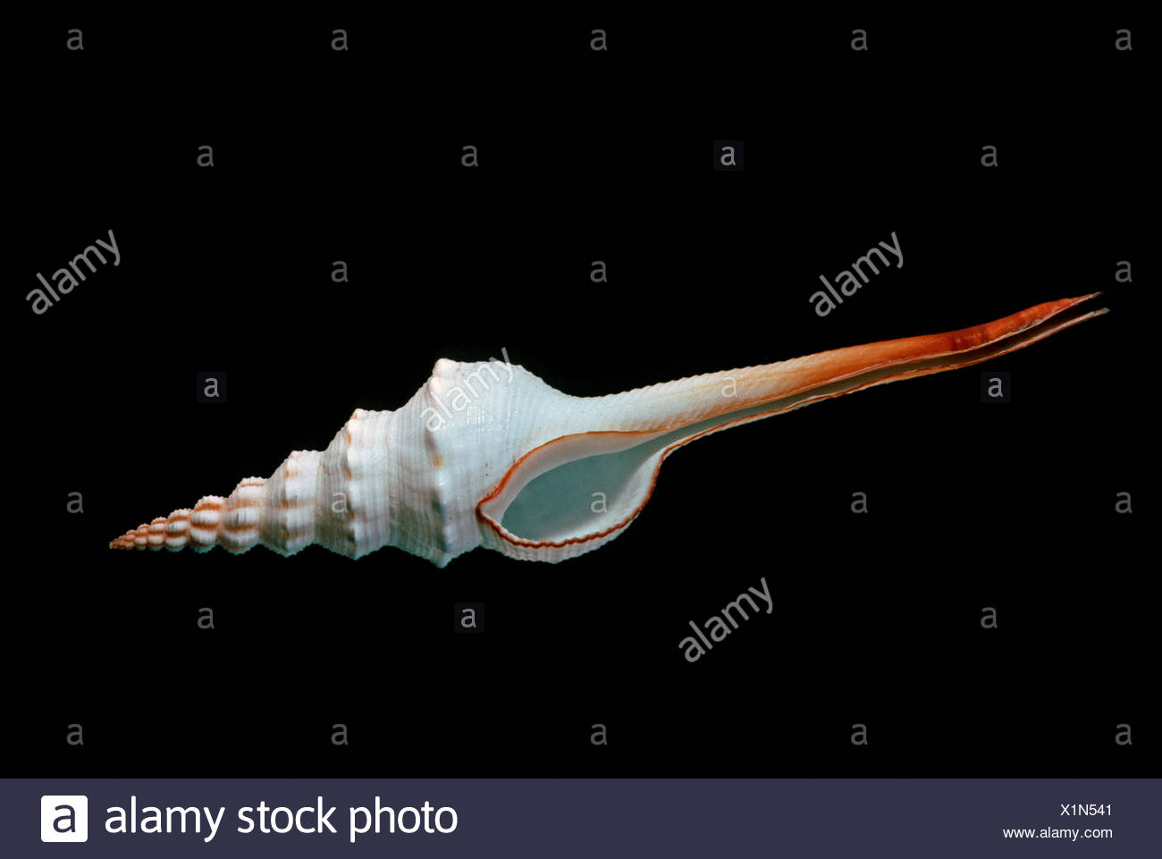 Spindle Snail Stockfotos und -bilder Kaufen - Alamy