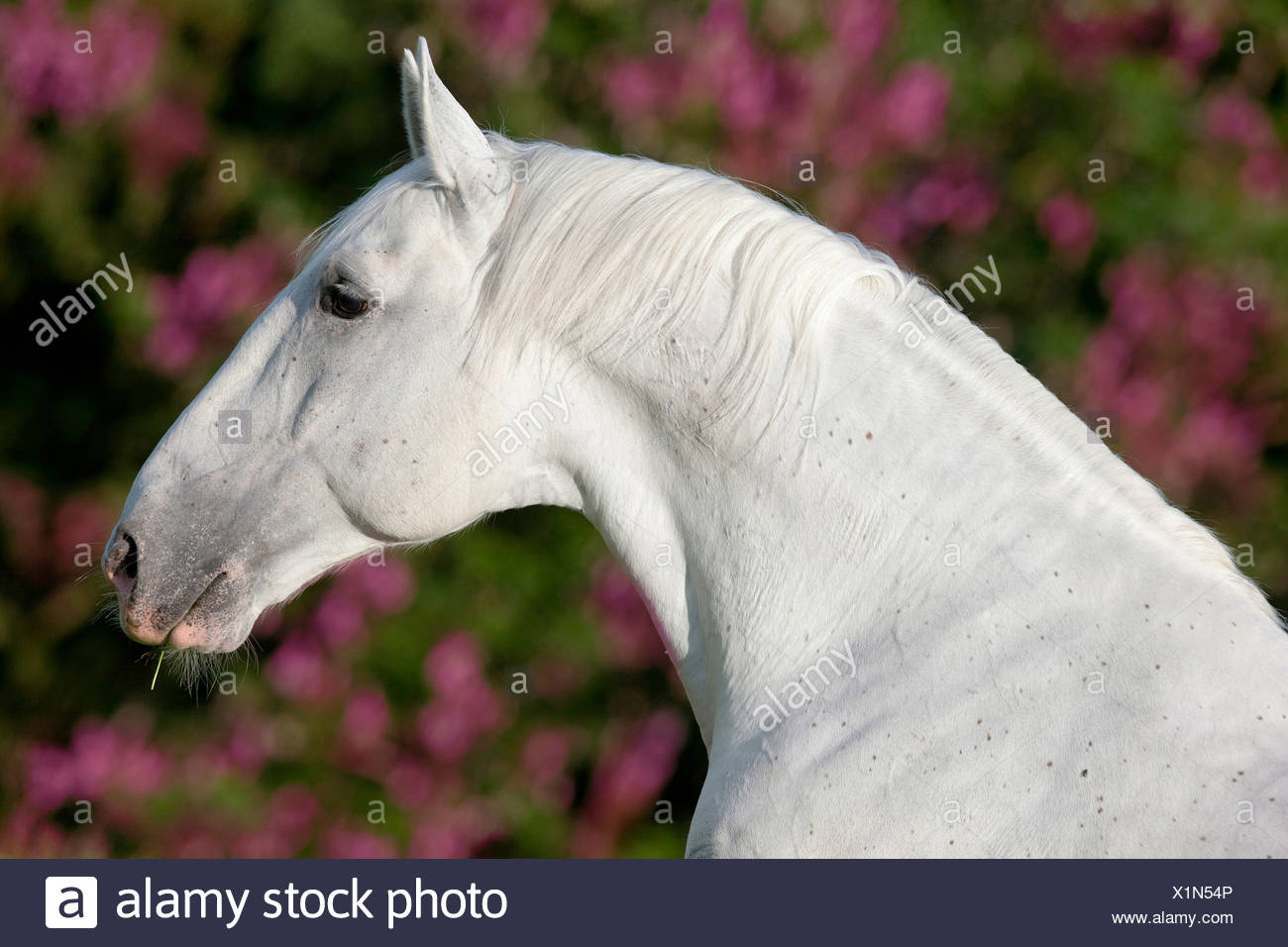 Kladruber Horse Stockfotos und -bilder Kaufen - Alamy