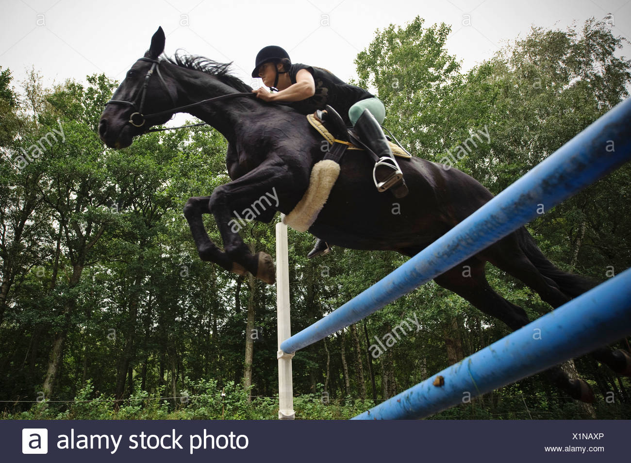 Horse Rider Jumping Over Obstacle Stockfotos und -bilder Kaufen - Alamy