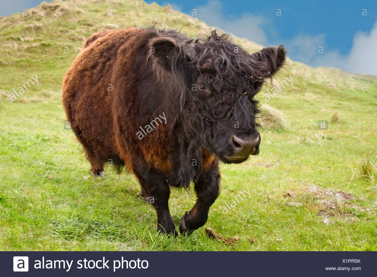 Galloway Rinder Stockfotos und -bilder Kaufen - Alamy