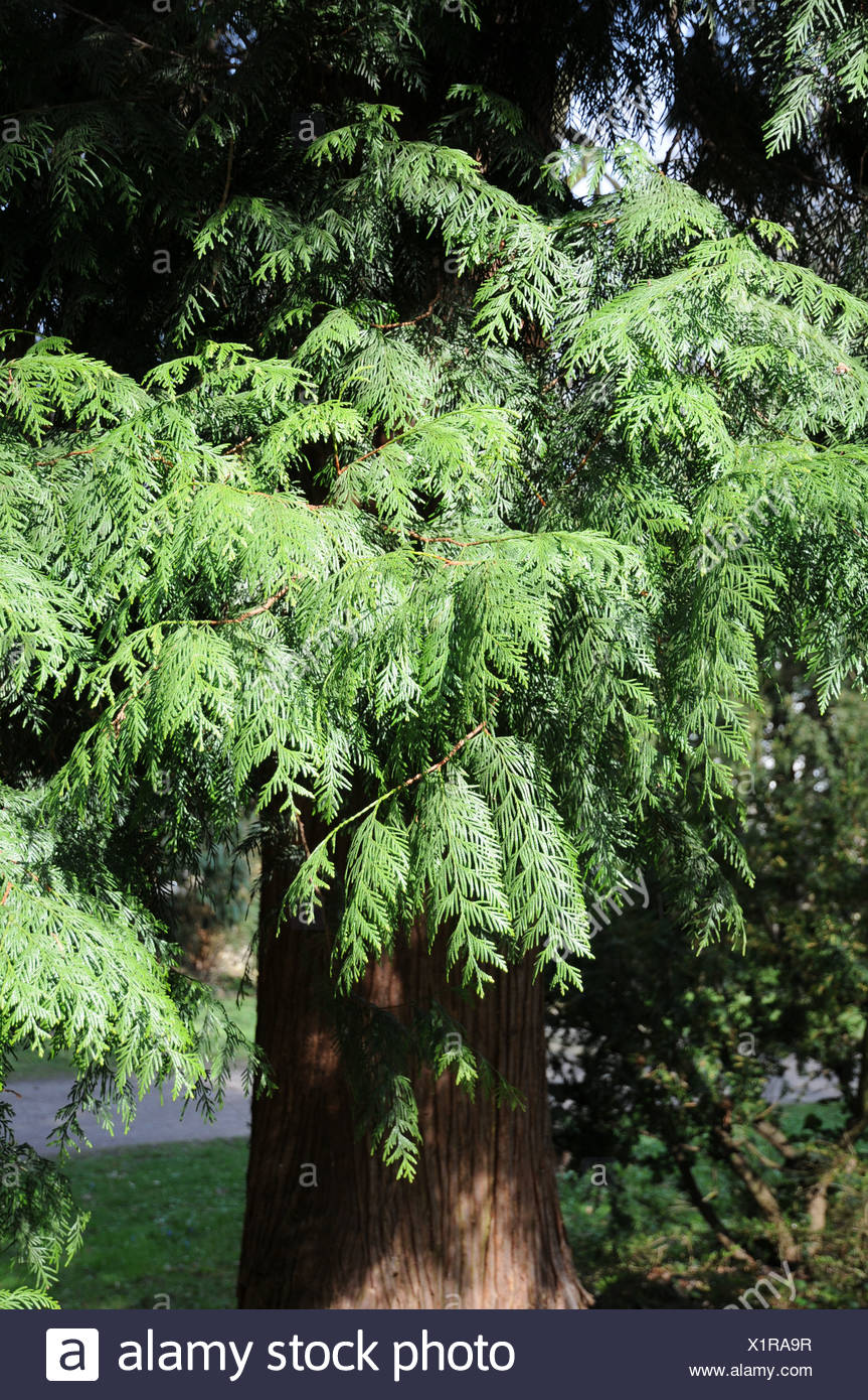 Western Red Cedar Tree Thuja Stockfotos und -bilder Kaufen - Alamy
