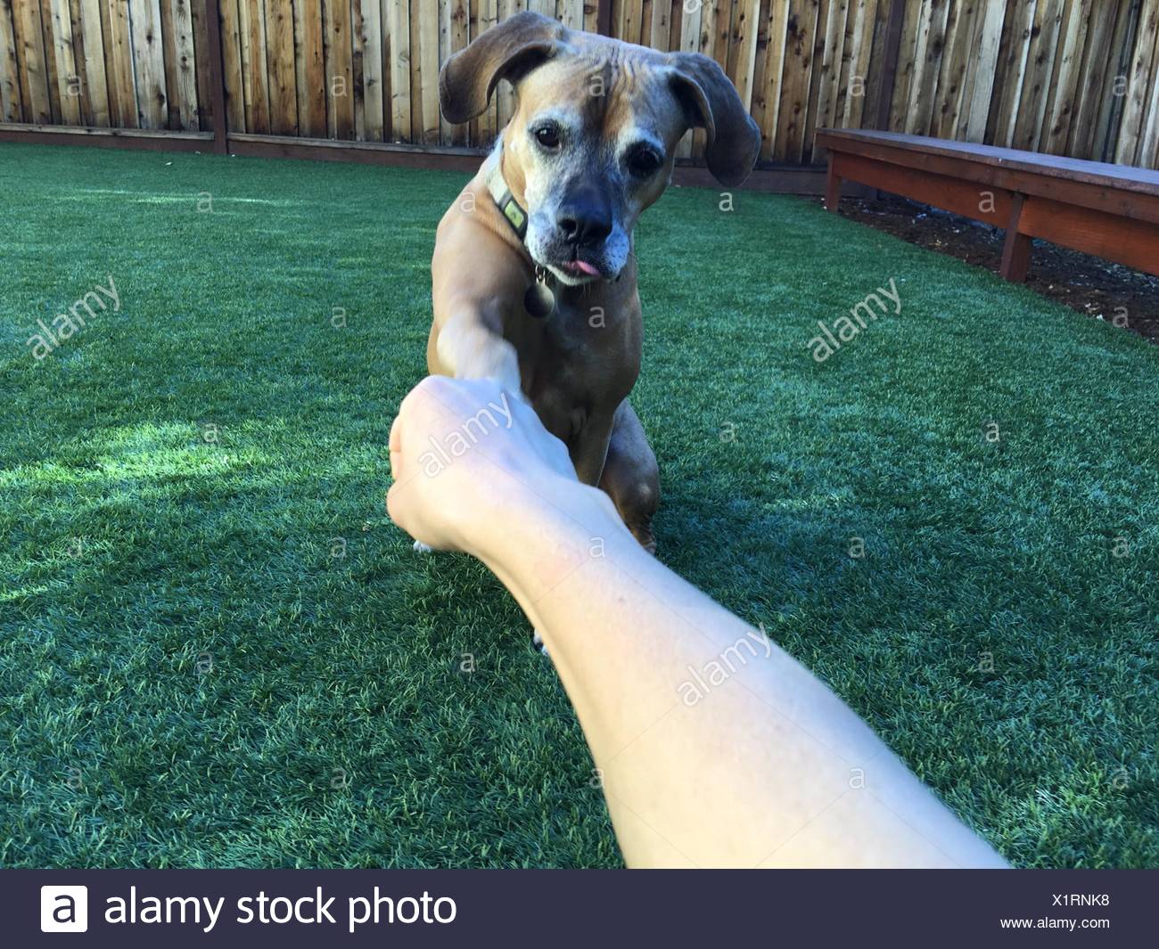 Faust Dog Stockfotos und -bilder Kaufen - Alamy