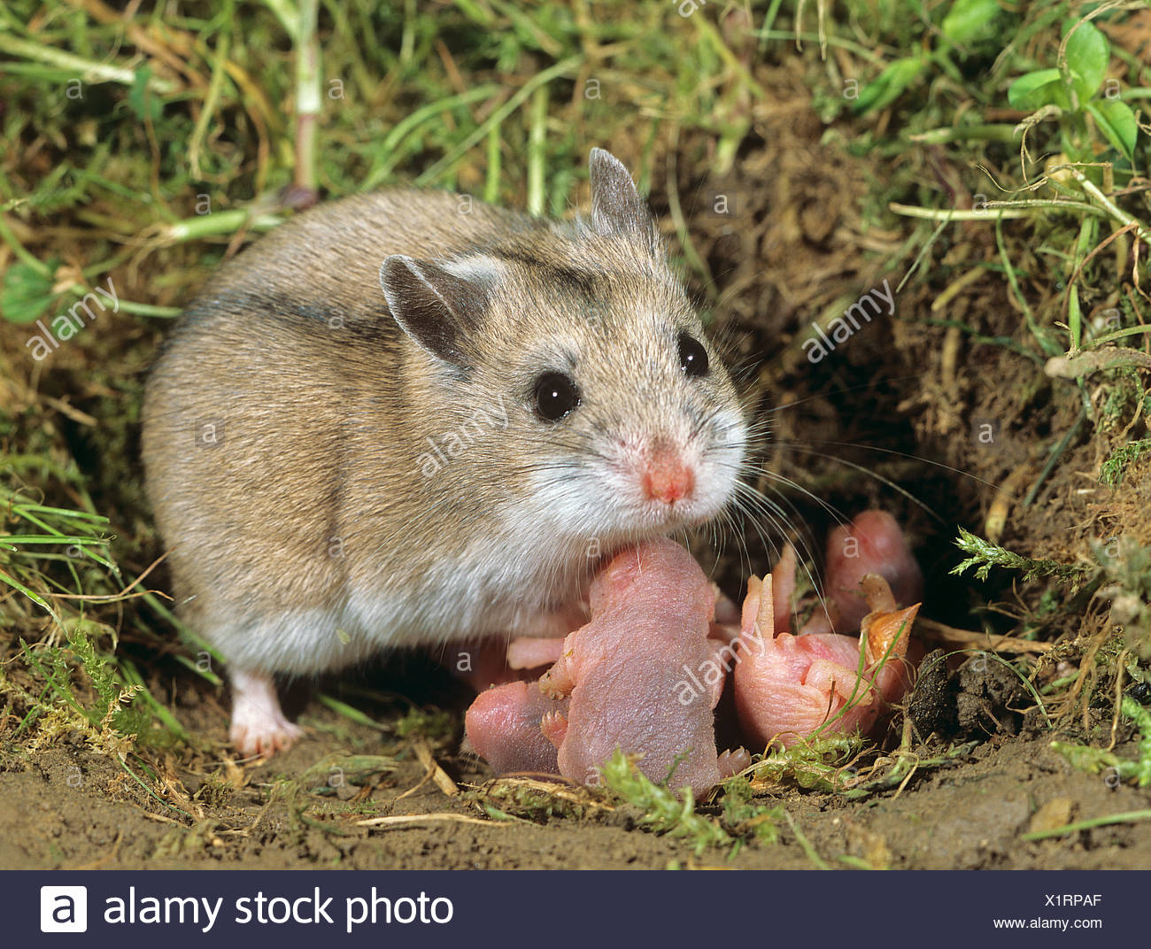 Chinesischer Hamster Cricetulus Barabensis Griseus Stockfotos und ...