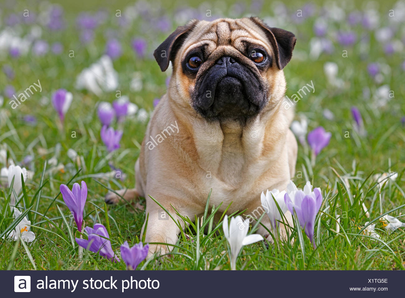 Mops, Der Herein Zur Kamera Schaut Stockfotos und -bilder Kaufen - Alamy