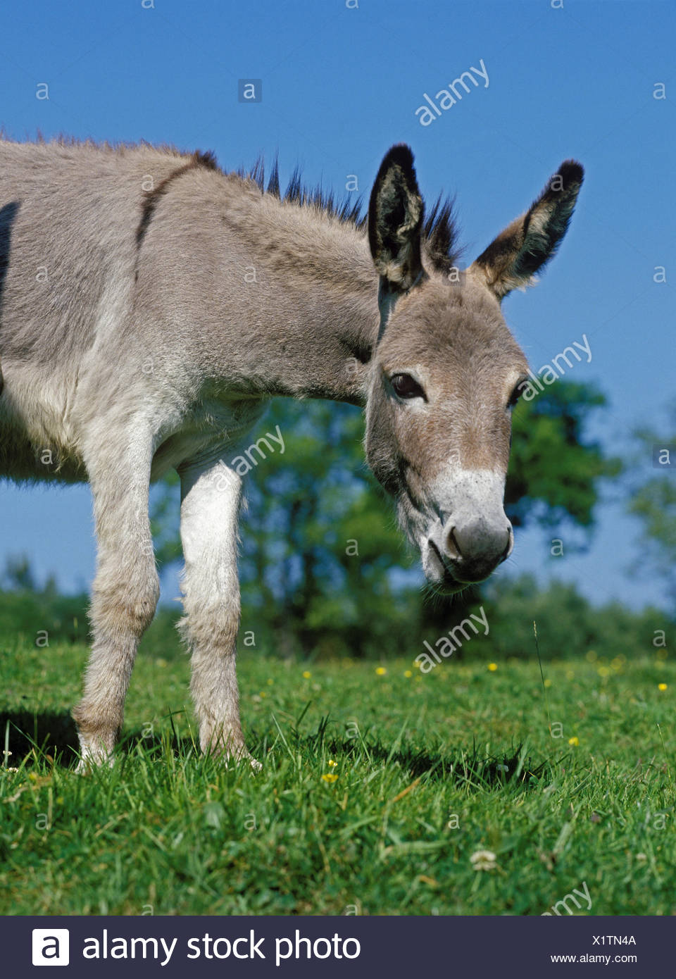 Auf Dem Esel Stockfotos und -bilder Kaufen - Alamy