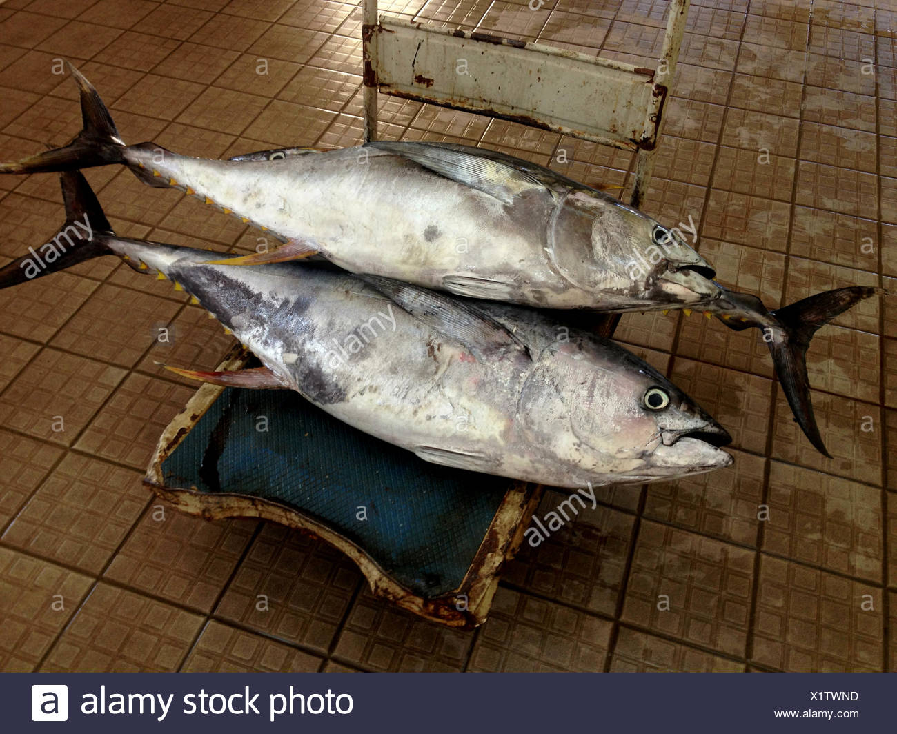 Verkauf Von Thunfisch Stockfotos und -bilder Kaufen - Alamy