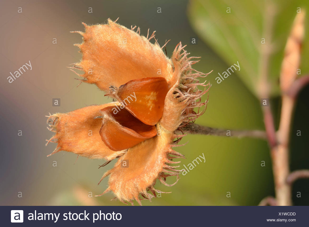 Buchecker Stockfotos und -bilder Kaufen - Alamy