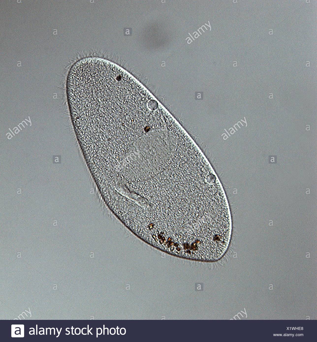 Stehendes Wasser Protozoon Stockfotos und -bilder Kaufen - Alamy