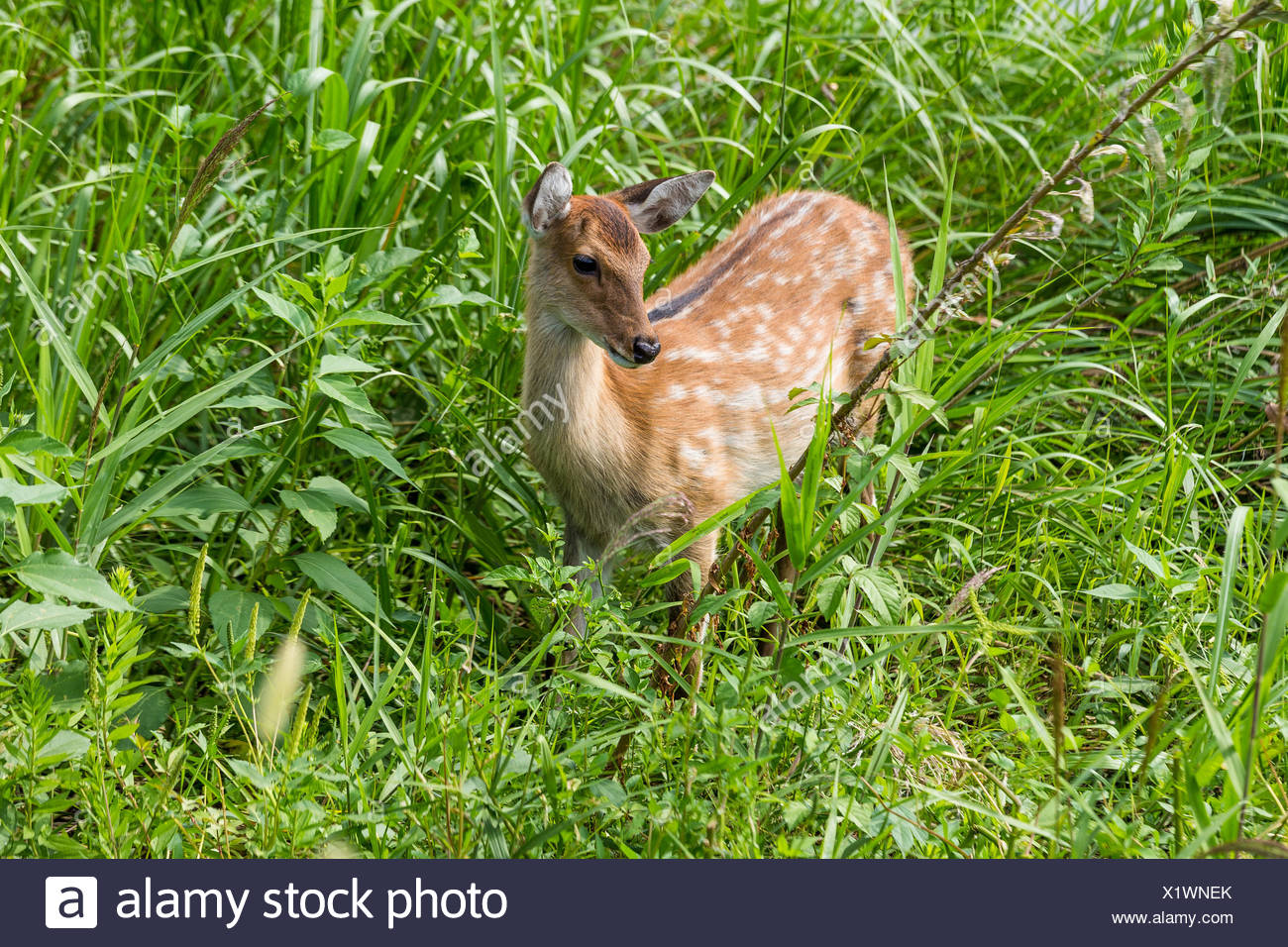 Hüpfende Rehe Stockfotos und -bilder Kaufen - Alamy
