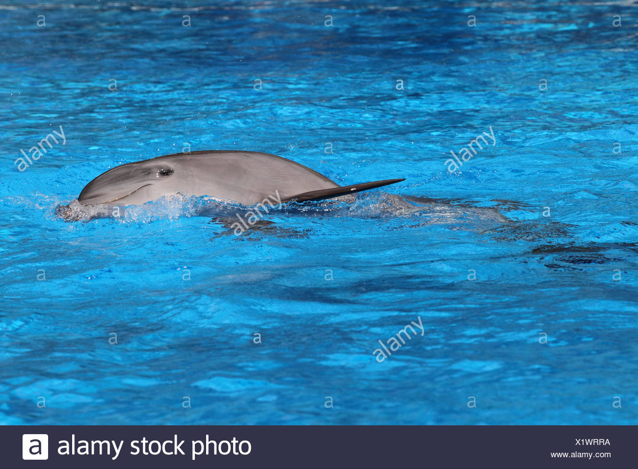 Nase Tier Stockfotos und -bilder Kaufen - Alamy