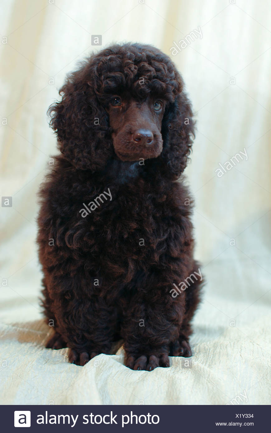 Brauner Pudel Stockfotos und -bilder Kaufen - Alamy
