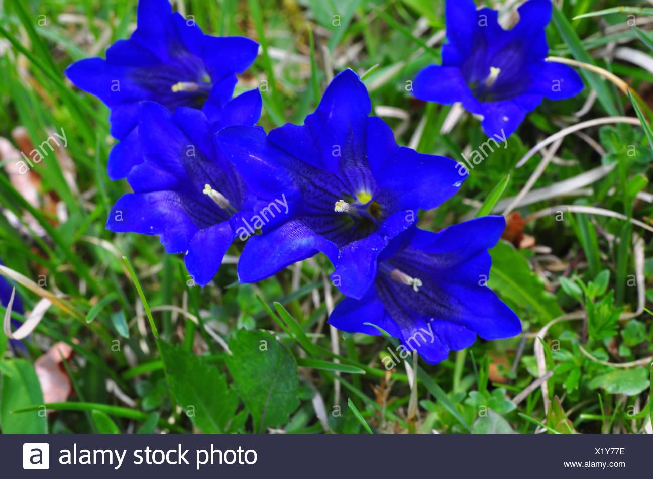Enzian Ohne Stiel Stockfotos & Enzian Ohne Stiel Bilder - Alamy