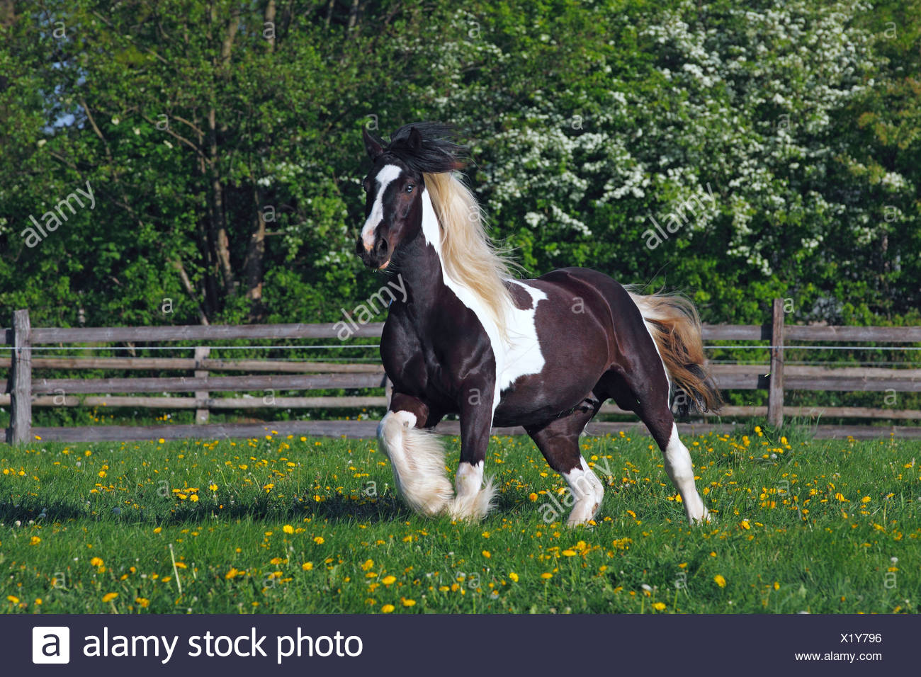 Tinker Pferde Stockfotos und -bilder Kaufen - Alamy