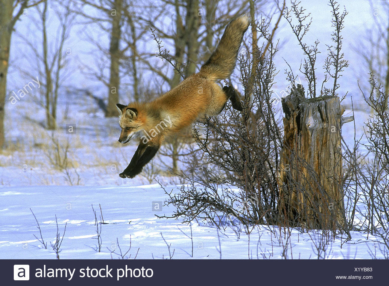 Vulpes Fulva Stockfotos und -bilder Kaufen - Alamy