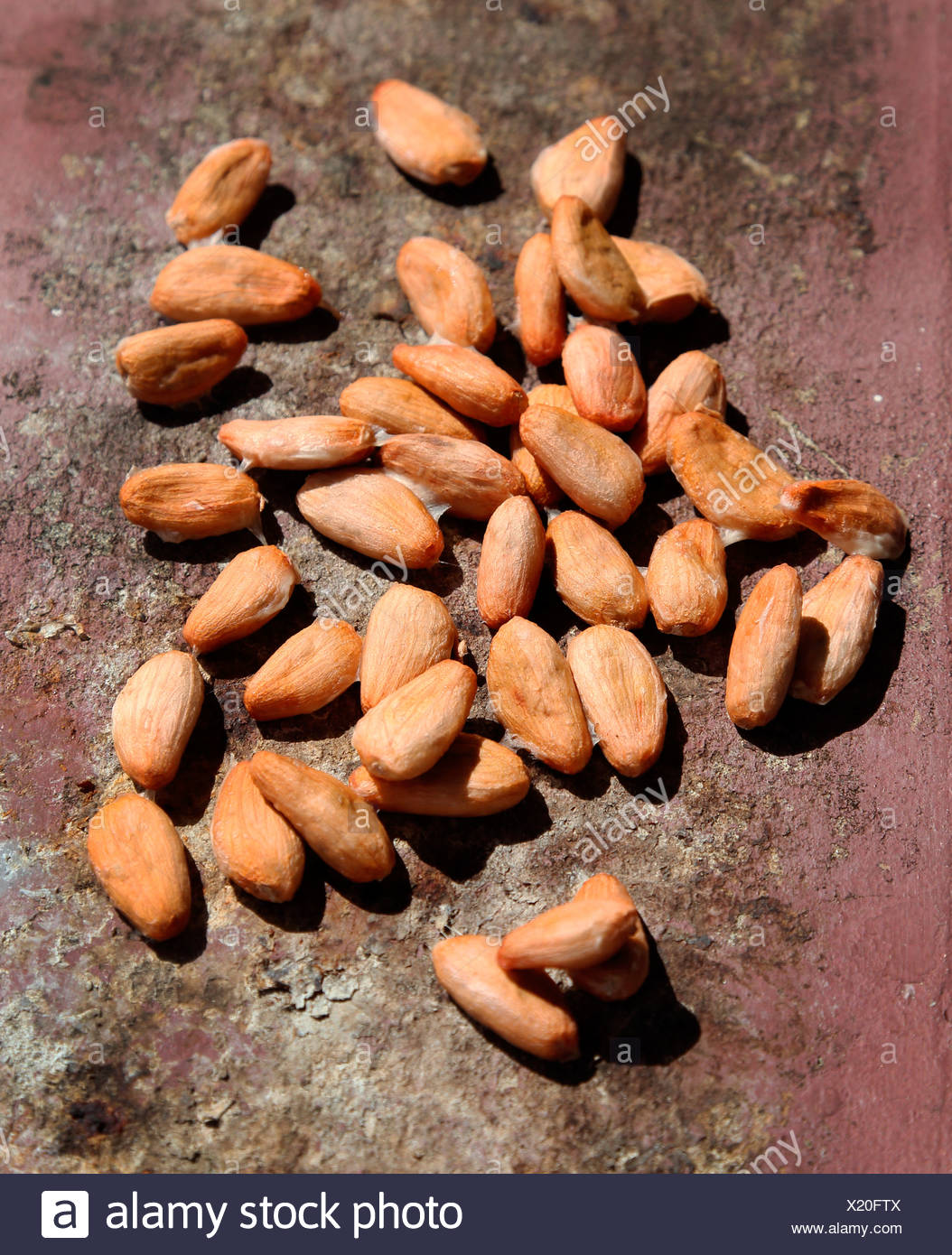 Kakaobohnen Trocknen Stockfotos und -bilder Kaufen - Alamy