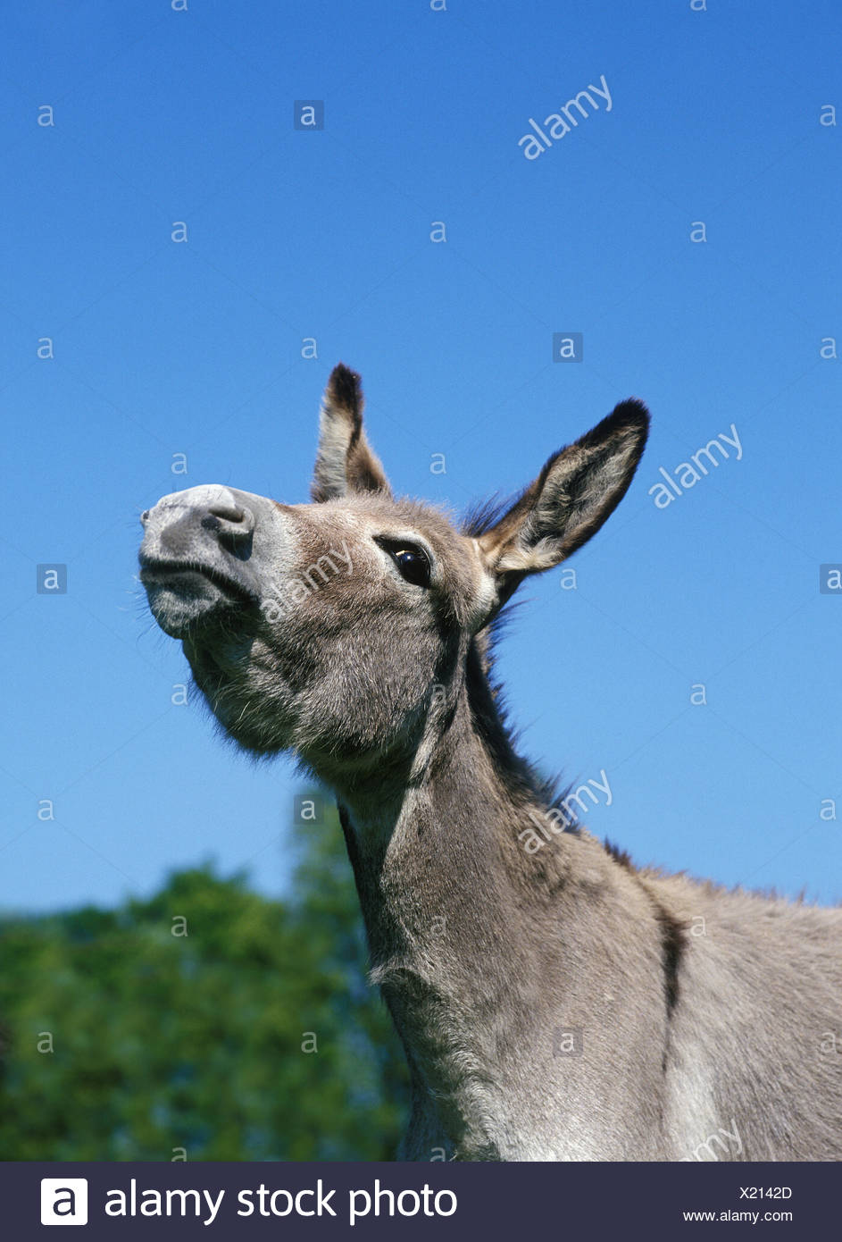 Esel Kopf Stockfotos und -bilder Kaufen - Alamy