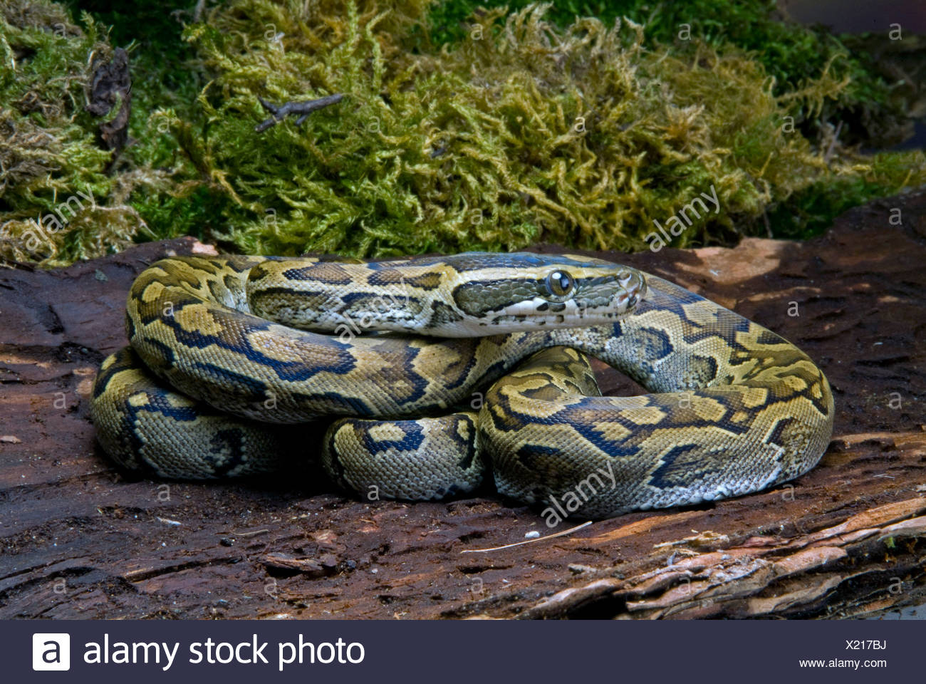 African Rock Python Stockfotos und -bilder Kaufen - Alamy