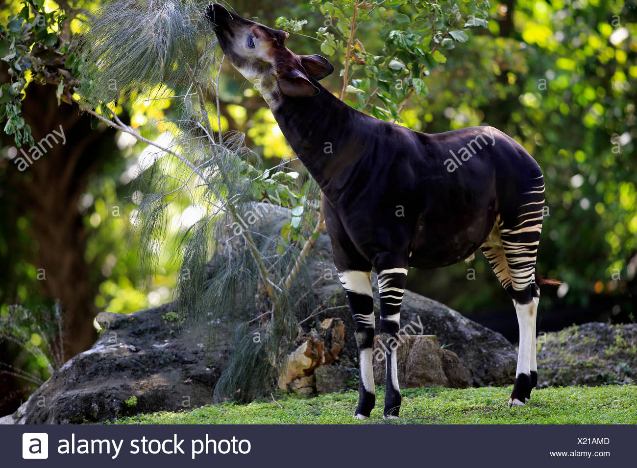 Okapi Johnstoni Stockfotos und -bilder Kaufen - Alamy