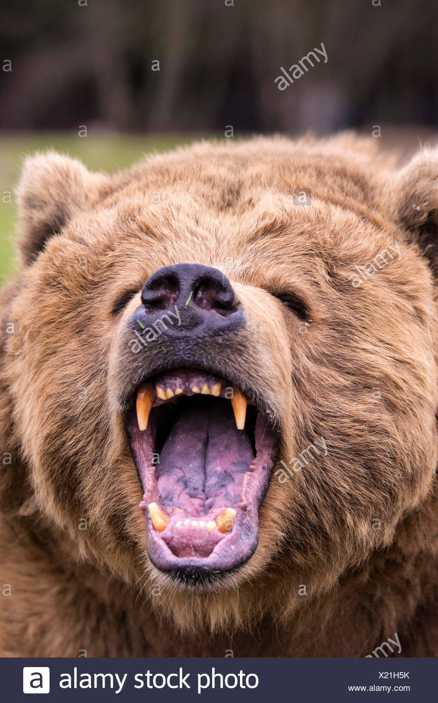 Kopf Des Tieres Stockfotos und -bilder Kaufen - Alamy