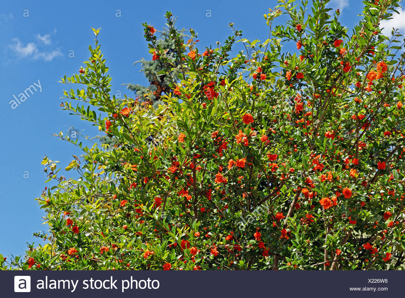 Granatapfel Baum Stockfotos und -bilder Kaufen - Alamy