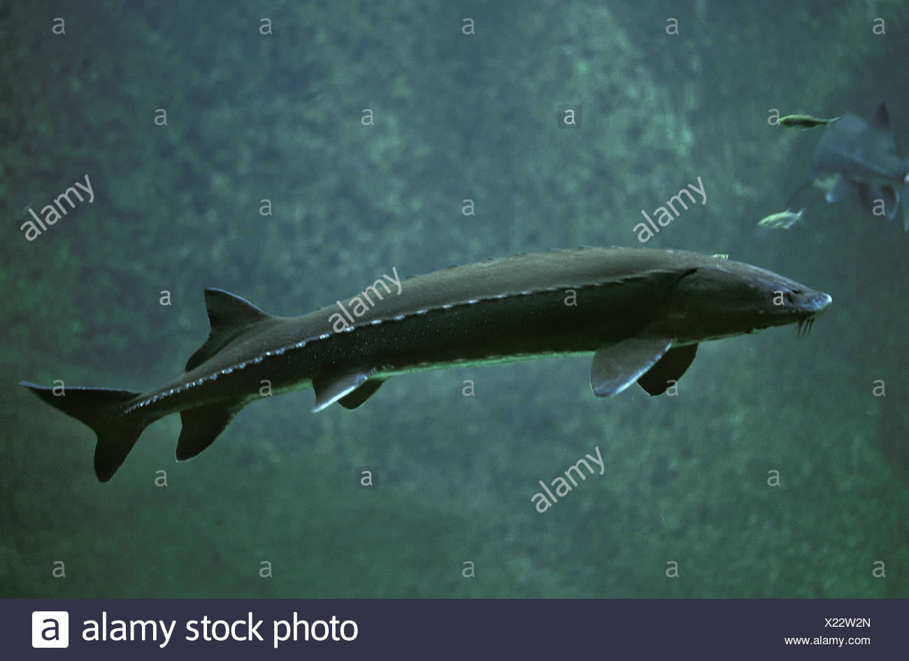 Acipenser Sp Stockfotos und -bilder Kaufen - Alamy